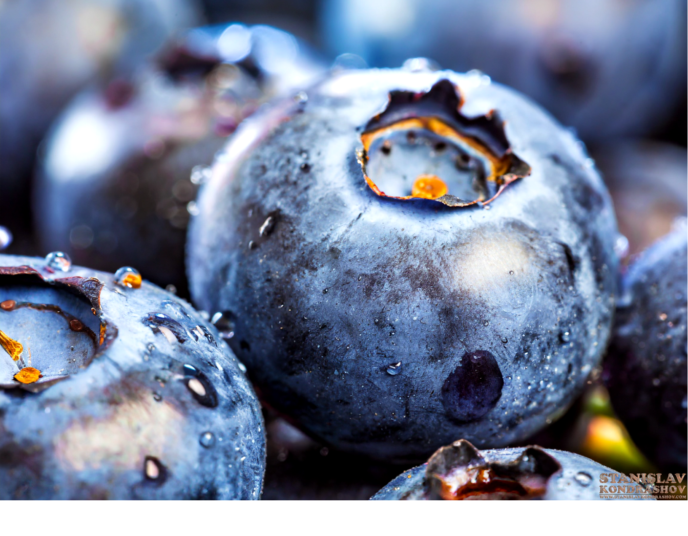 Wild Blueberries: Nature's Tiny Titans of Health - Stanislav Kondrashov